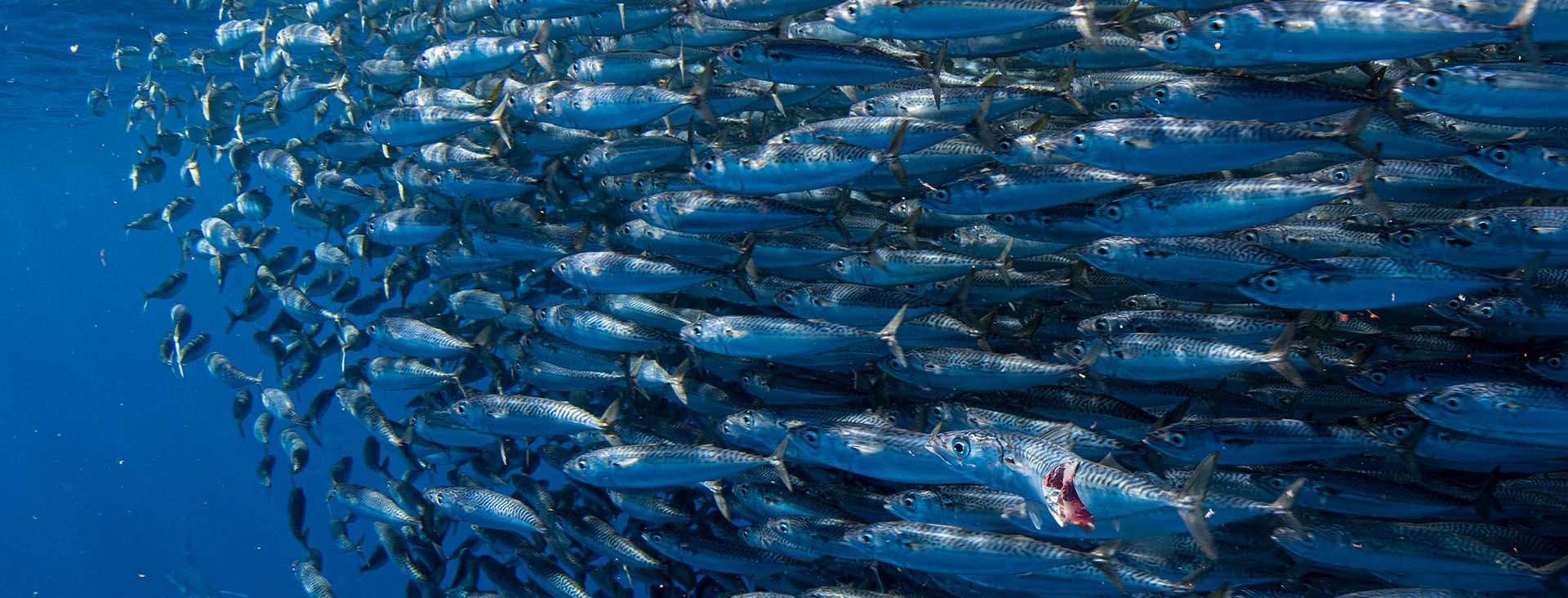 Blue Growth - Blue Economy